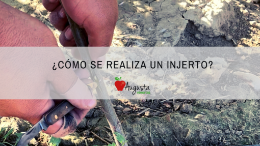 Cómo realizar un injerto en árboles frutales